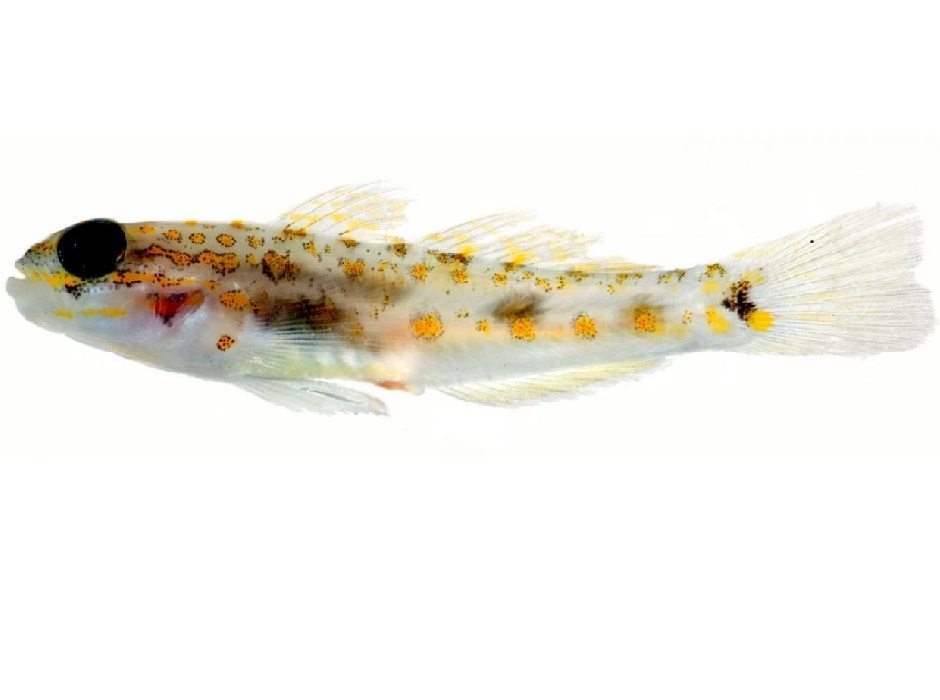 Meet the Deepwater Goby Fish that Science Missed - Trebuchet