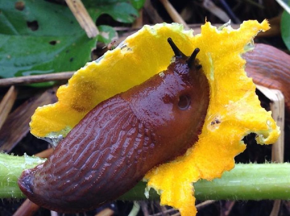 Highway Slime : Worms Hitchhike on (and in) Slugs - Trebuchet