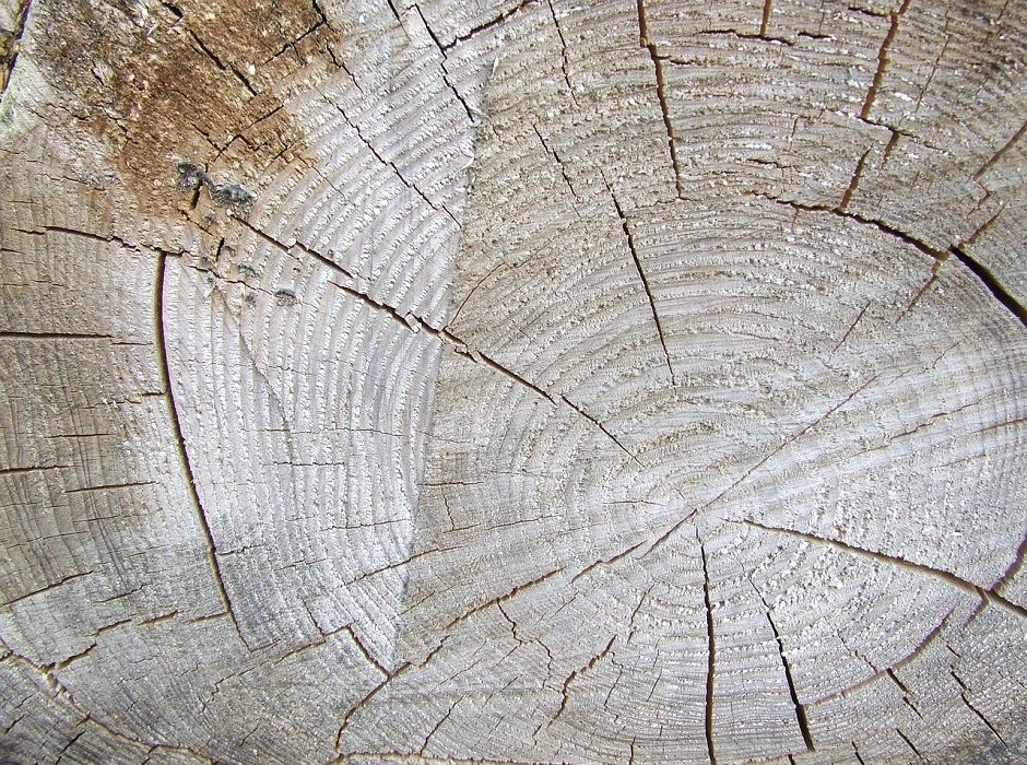 Wood Stress and Woodquakes. How Hard is Your Wood? - Trebuchet