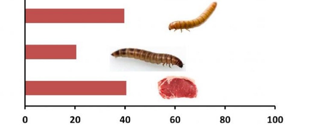 Tastes Like Chicken? Wiggly Meat and the Rise of Edible Insects - Trebuchet