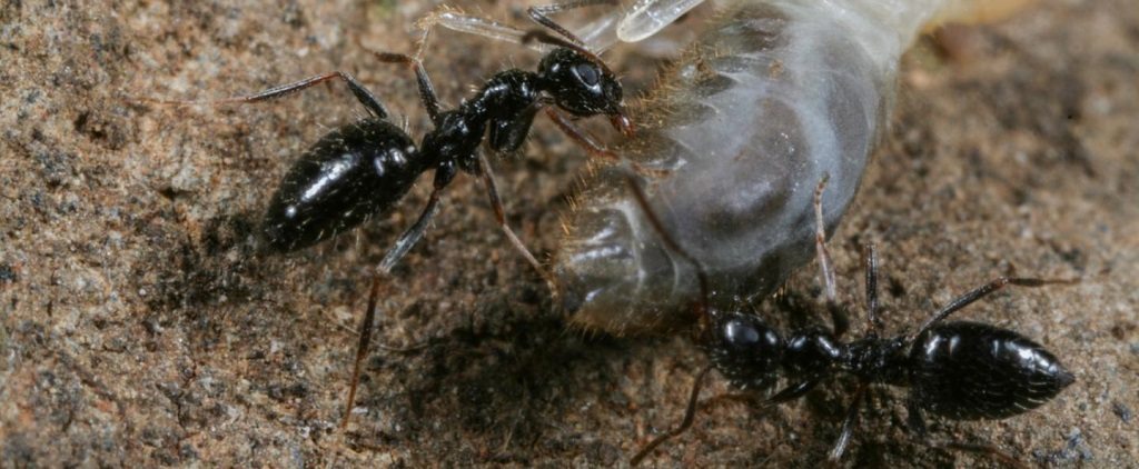 Check Your Pants! This Ethiopian Ant Could Conquer the World - Trebuchet