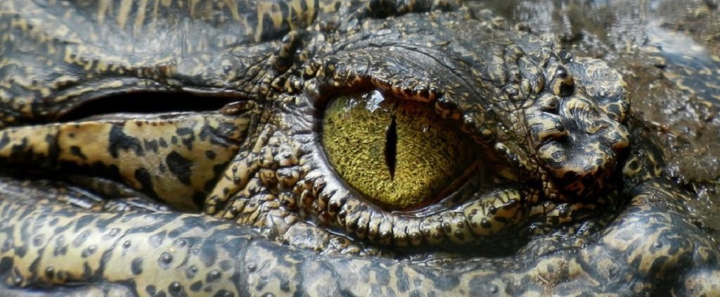 Hunting the Inner Crocodile: Neurocinematic Methods - Trebuchet