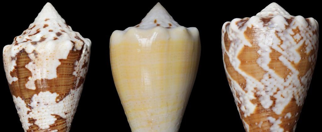 Waiting (and waiting) for My Man: Marine Snails as Opioid Alternative ...