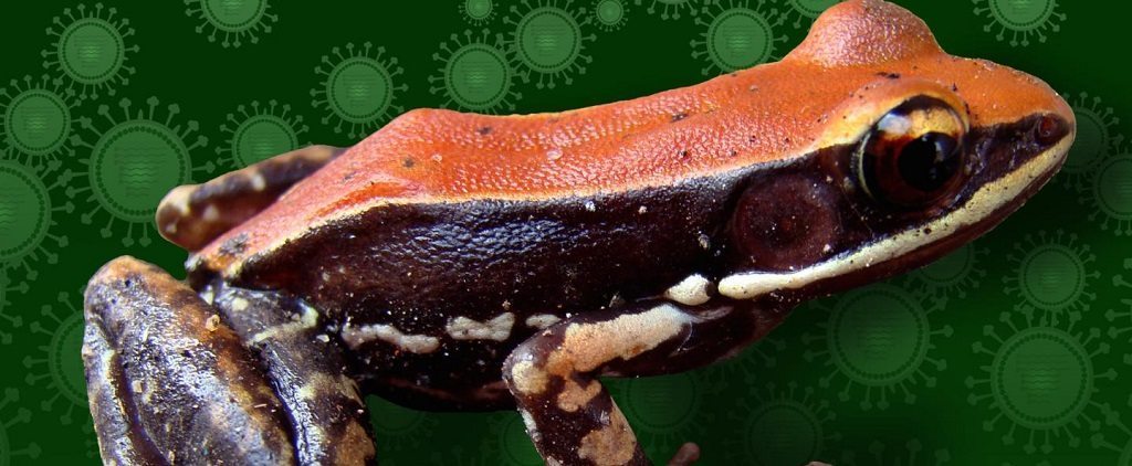 Frog Slime: The Cure for the Common Cold... Almost - Trebuchet