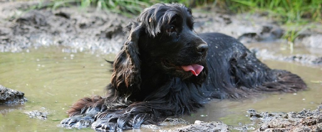 Beats Botox! Dog Walking Keeps You Younger Longer - Trebuchet
