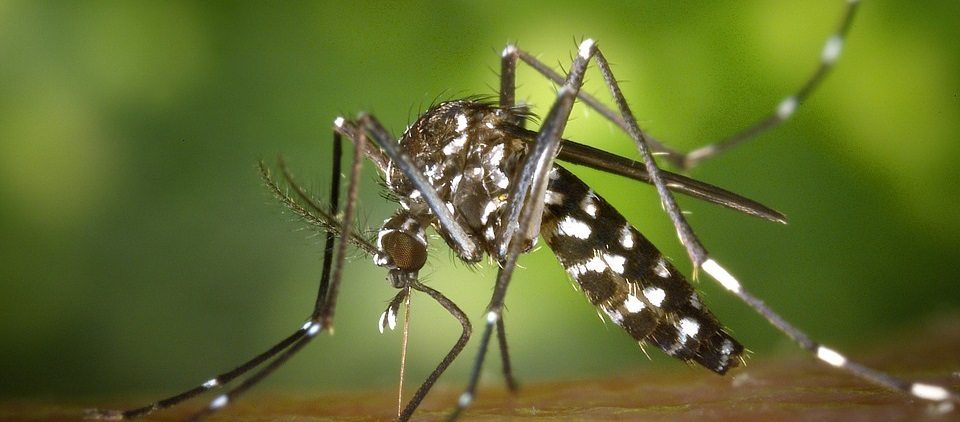 Mega-Rats! Does Accelerated Living = Accelerated Evolution? - Trebuchet