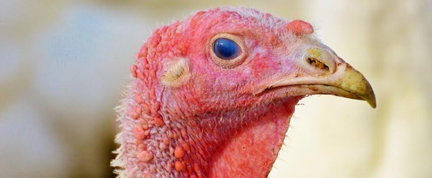 Are You Prepped? Post-Brexit Dirty Turkey Terror - Trebuchet