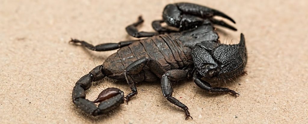 Bad Scorpions Running Wild - Trebuchet