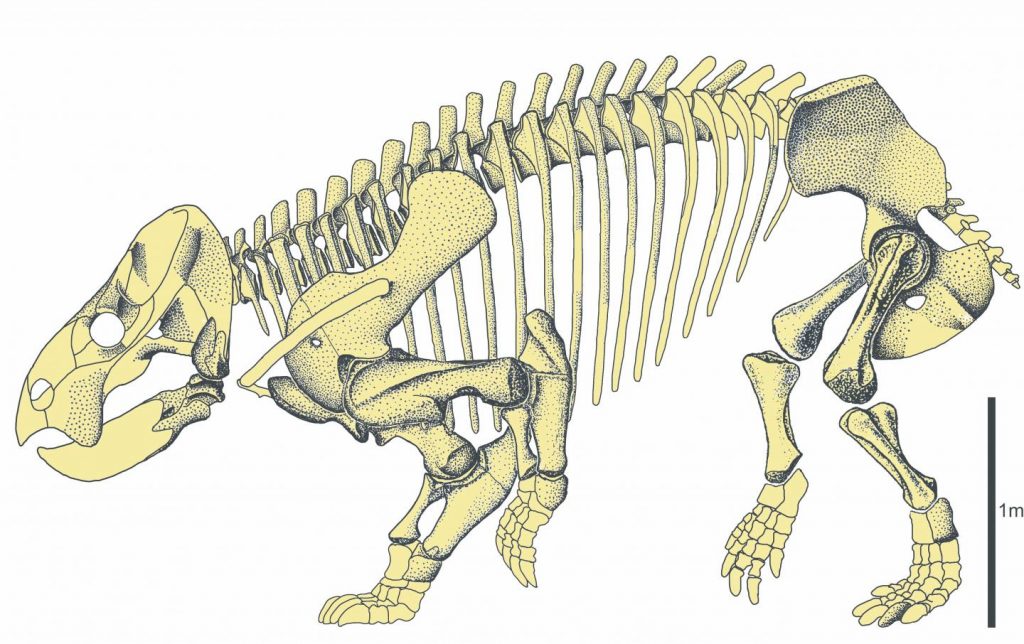 Gigantic Mammal 'Cousin' Discovered - Trebuchet